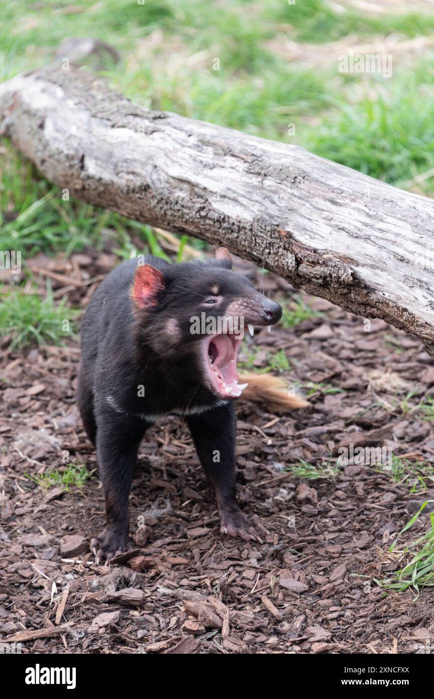 Tasmanian devil in tasmania australia hi-res stock photography and images - Alamy