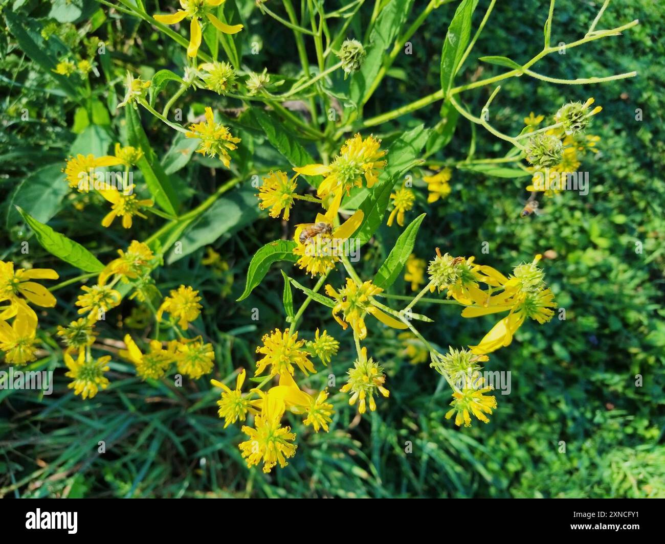 Wingstem (Verbesina alternifolia) Plantae Stock Photo - Alamy