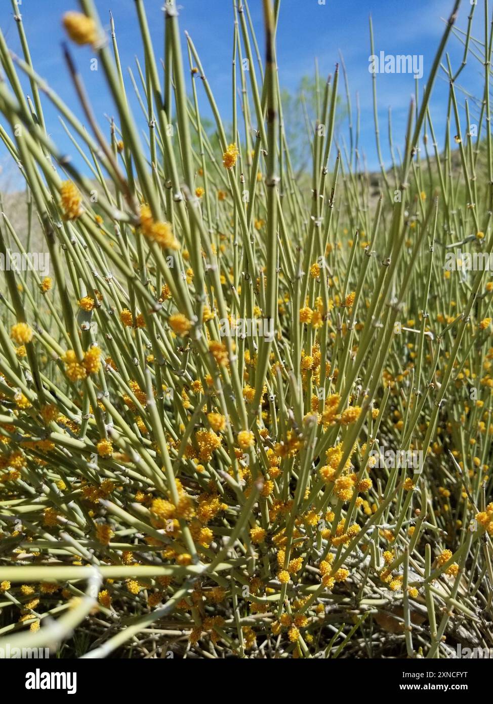 rough jointfir (Ephedra aspera) Plantae Stock Photo - Alamy