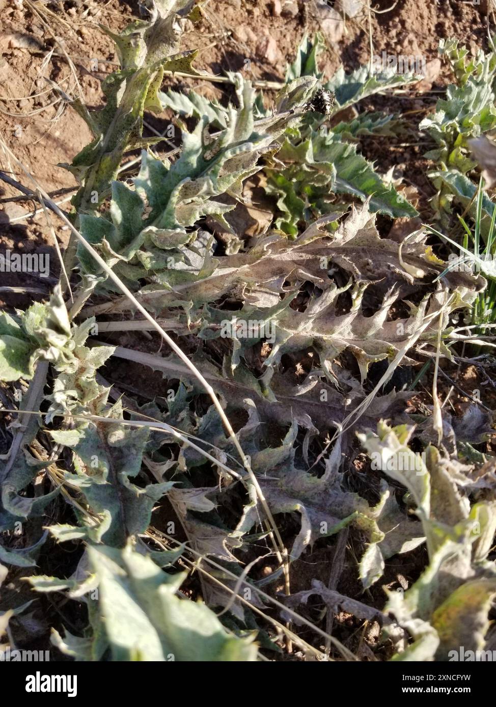 wavyleaf thistle (Cirsium undulatum) Plantae Stock Photo - Alamy