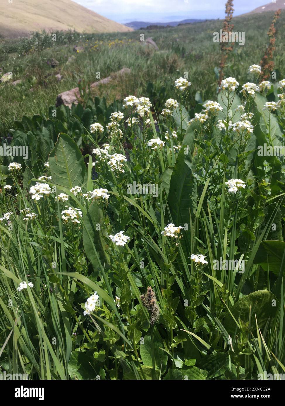 heartleaf bittercress (Cardamine cordifolia) Plantae Stock Photo - Alamy
