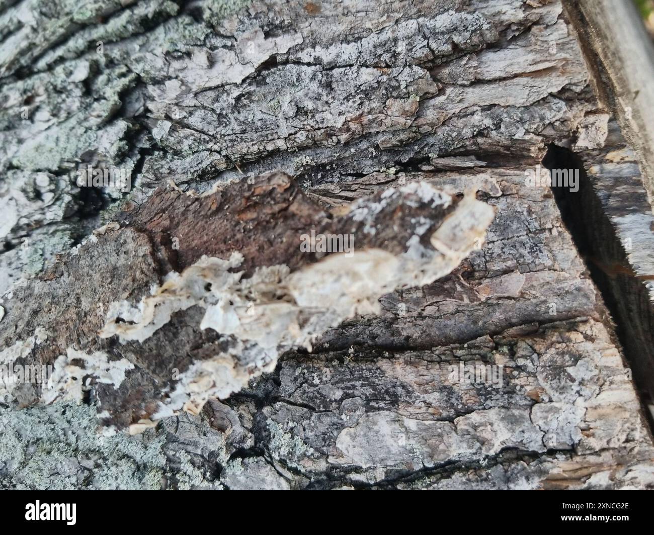 Milk-white Toothed Polypore (Irpex lacteus) Fungi Stock Photo - Alamy
