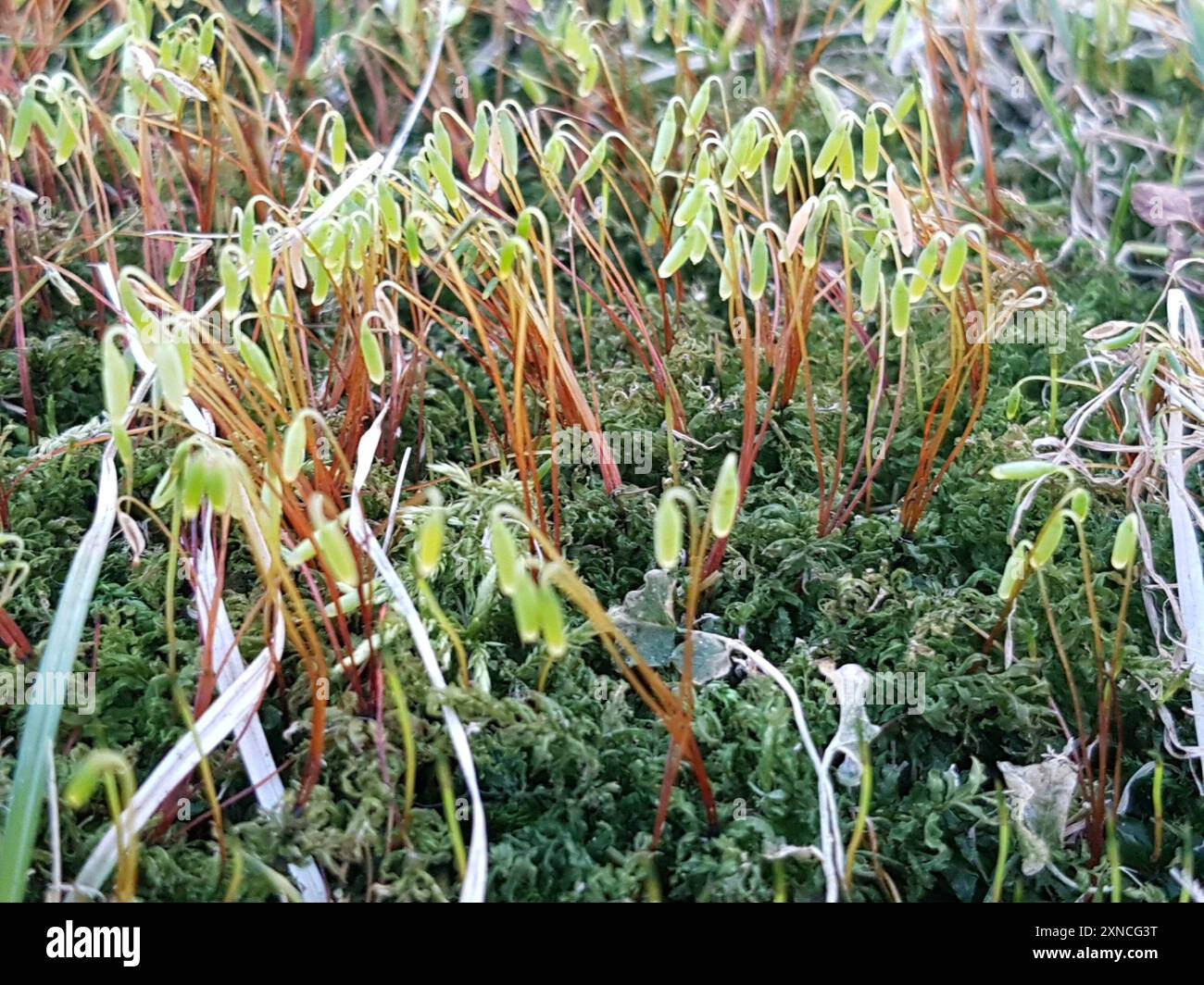 Palm-tree Moss (Plagiomnium undulatum) Plantae Stock Photo - Alamy