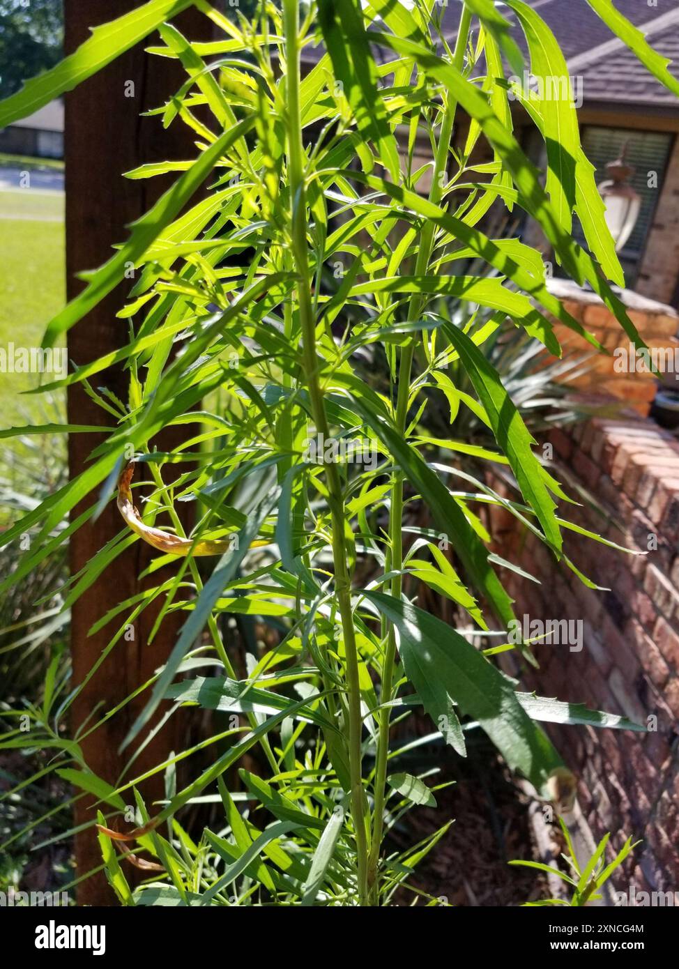 Poverty Weed (Baccharis neglecta) Plantae Stock Photo - Alamy