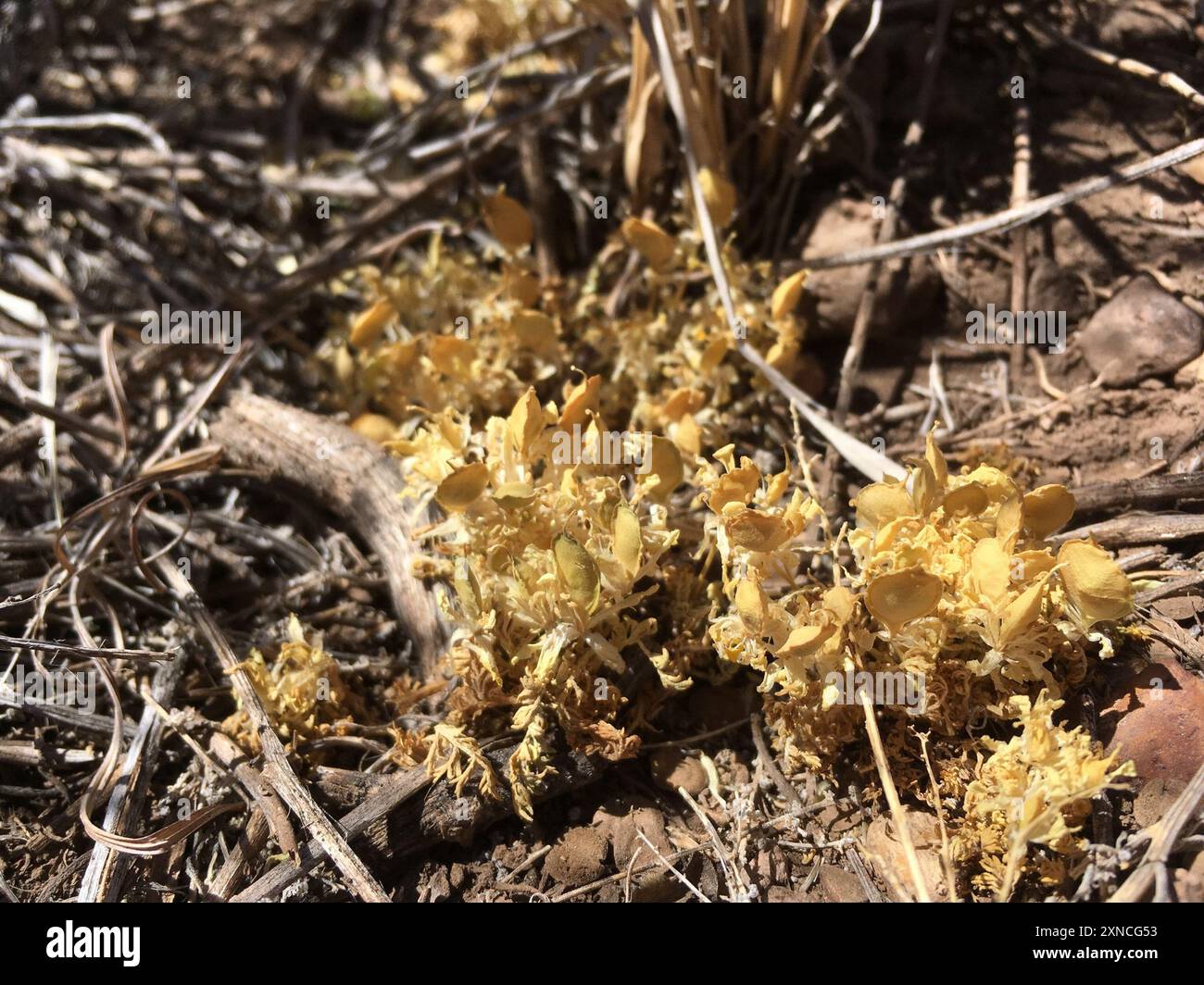 (Selenia dissecta) Plantae Stock Photo - Alamy