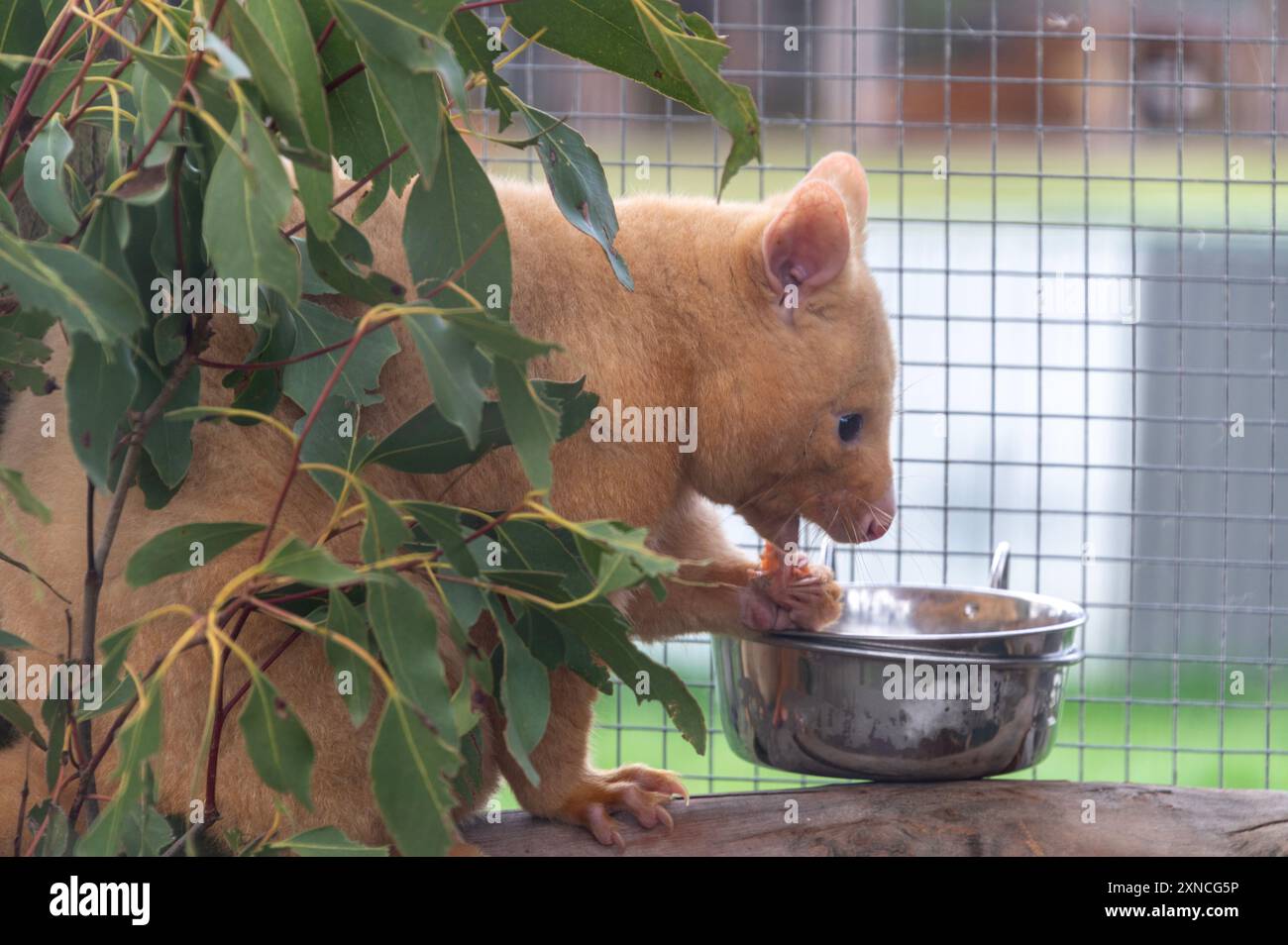 A Golden brushtail possum in its spacious cage at the East Coast ...