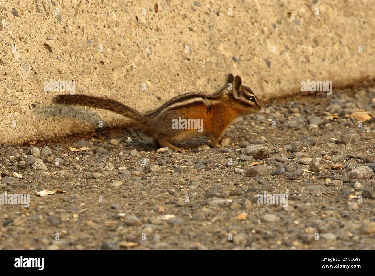 Western Chipmunks (Neotamias) Mammalia Stock Photo - Alamy