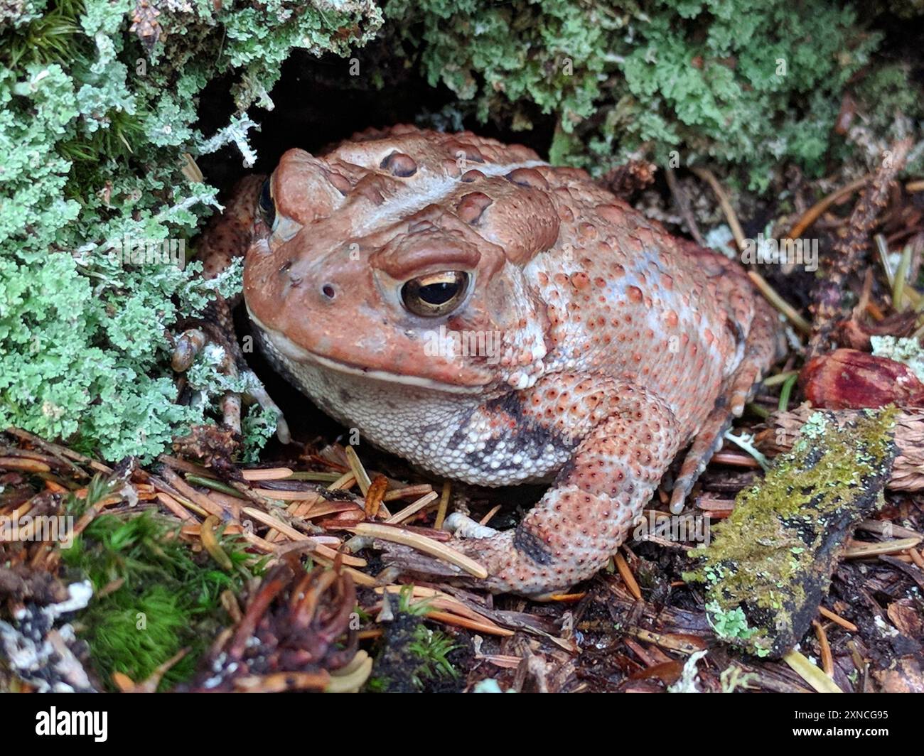 American Toad (Anaxyrus americanus) Amphibia Stock Photo - Alamy