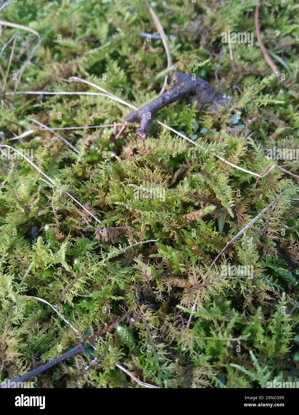 delicate fern moss (Thuidium delicatulum) Plantae Stock Photo - Alamy
