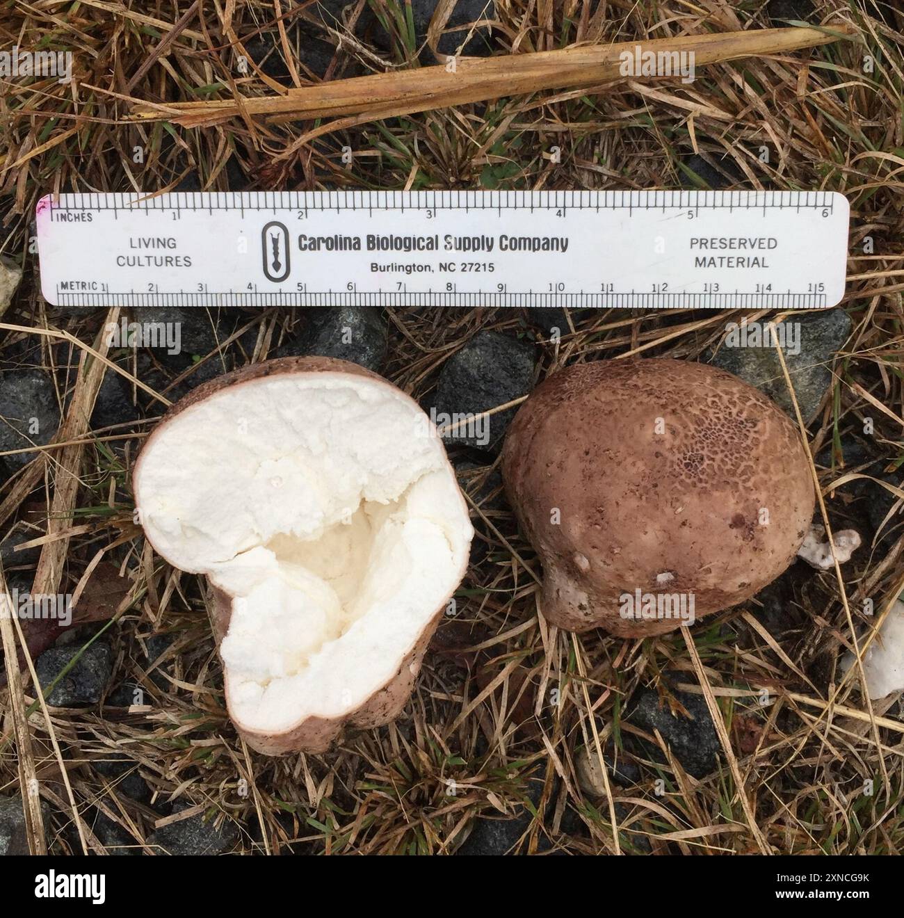 Purple-spored Puffball (Calvatia cyathiformis) Fungi Stock Photo - Alamy