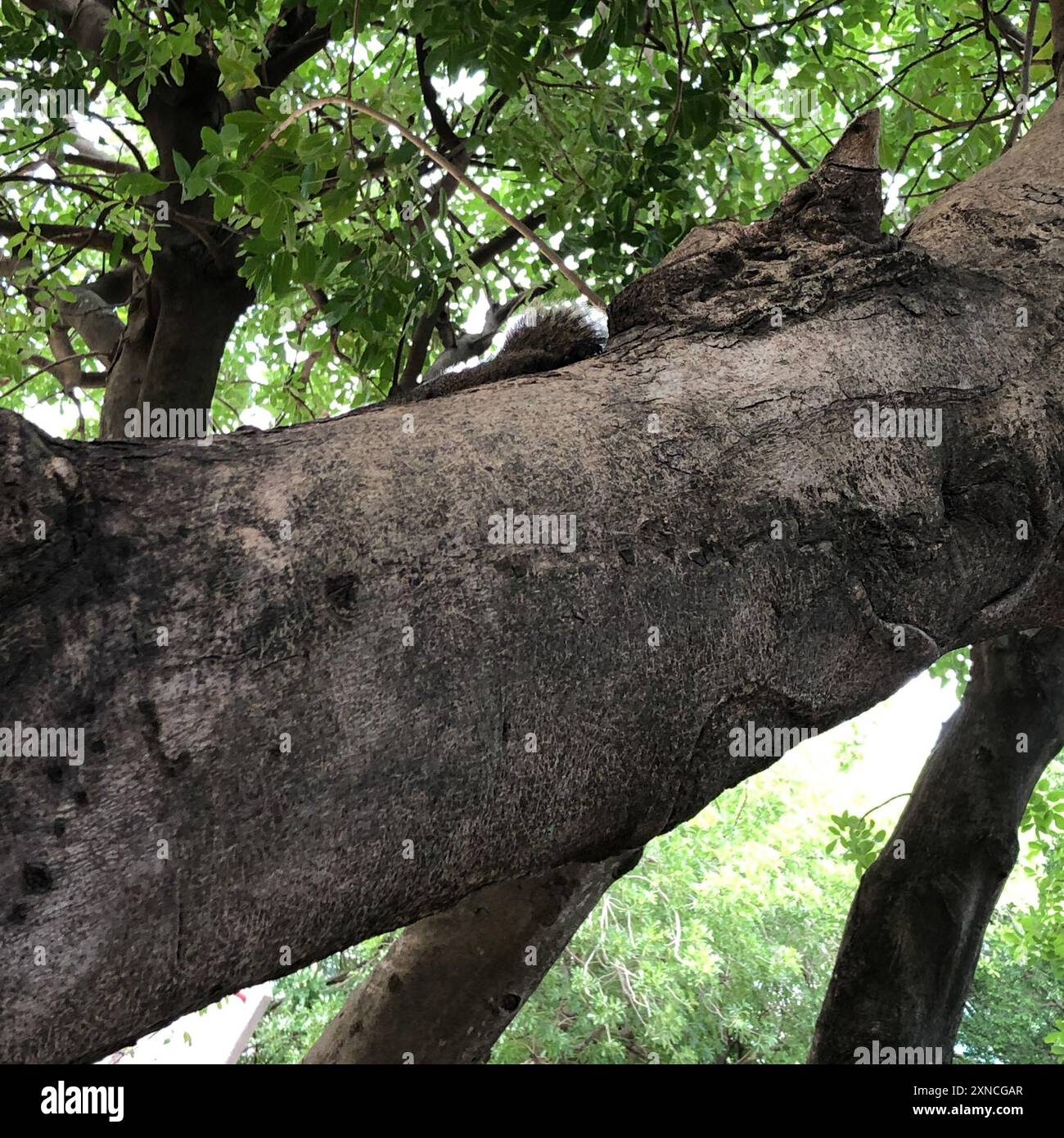 Pallas' Squirrel (Callosciurus erythraeus) Mammalia Stock Photo - Alamy