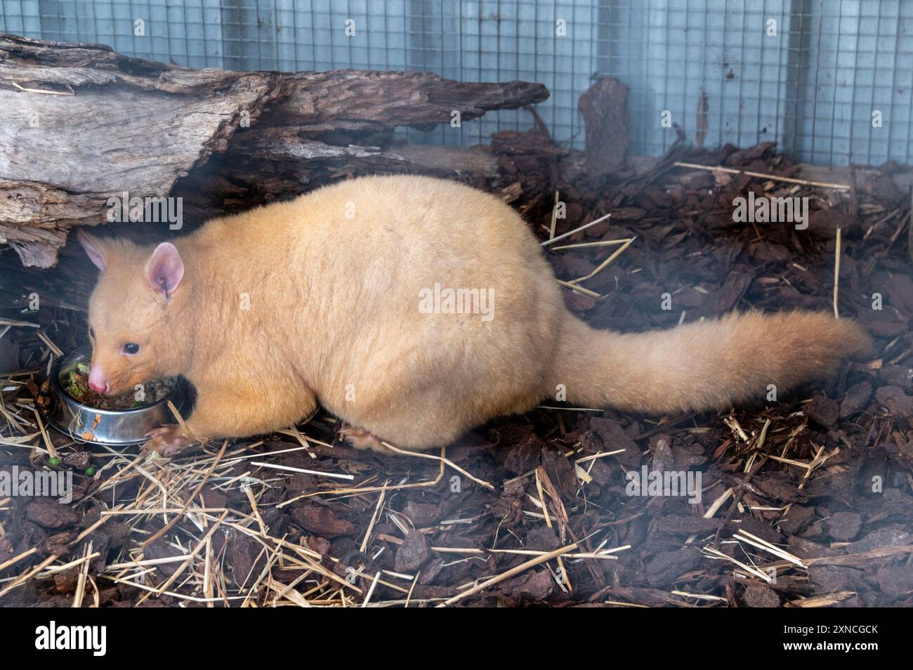 A Golden brushtail possum in its spacious cage at the East Coast ...