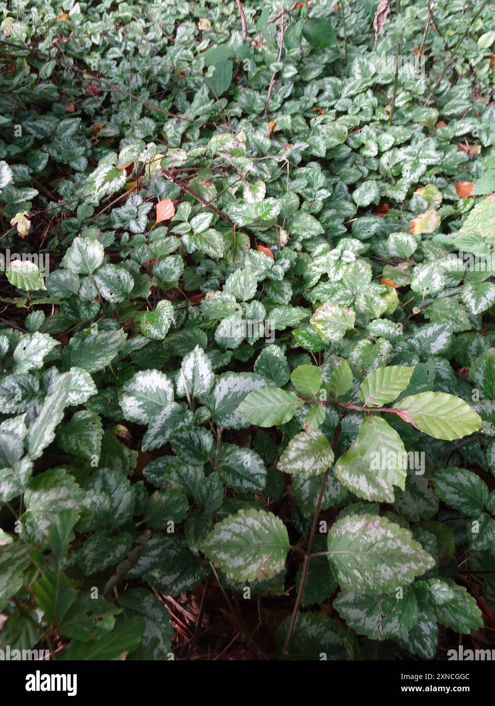 Variegated Yellow Archangel (Lamium galeobdolon argentatum) Plantae ...