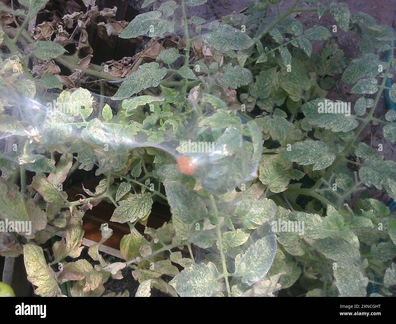 Spider Mites (Tetranychidae) Arachnida Stock Photo - Alamy