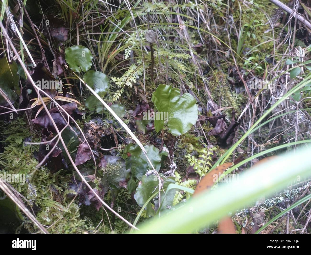 kidney fern (Hymenophyllum nephrophyllum) Plantae Stock Photo - Alamy