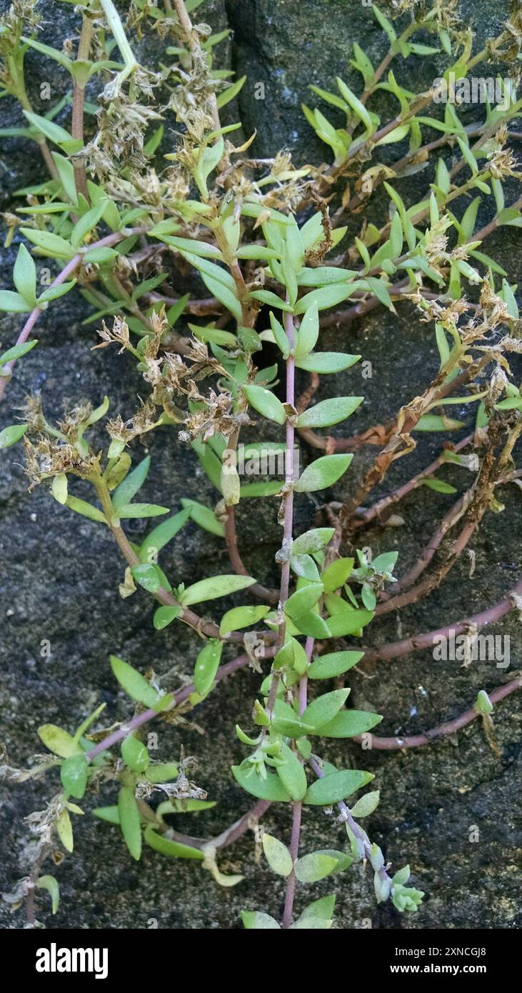 Stringy Stonecrop (Sedum sarmentosum) Plantae Stock Photo - Alamy