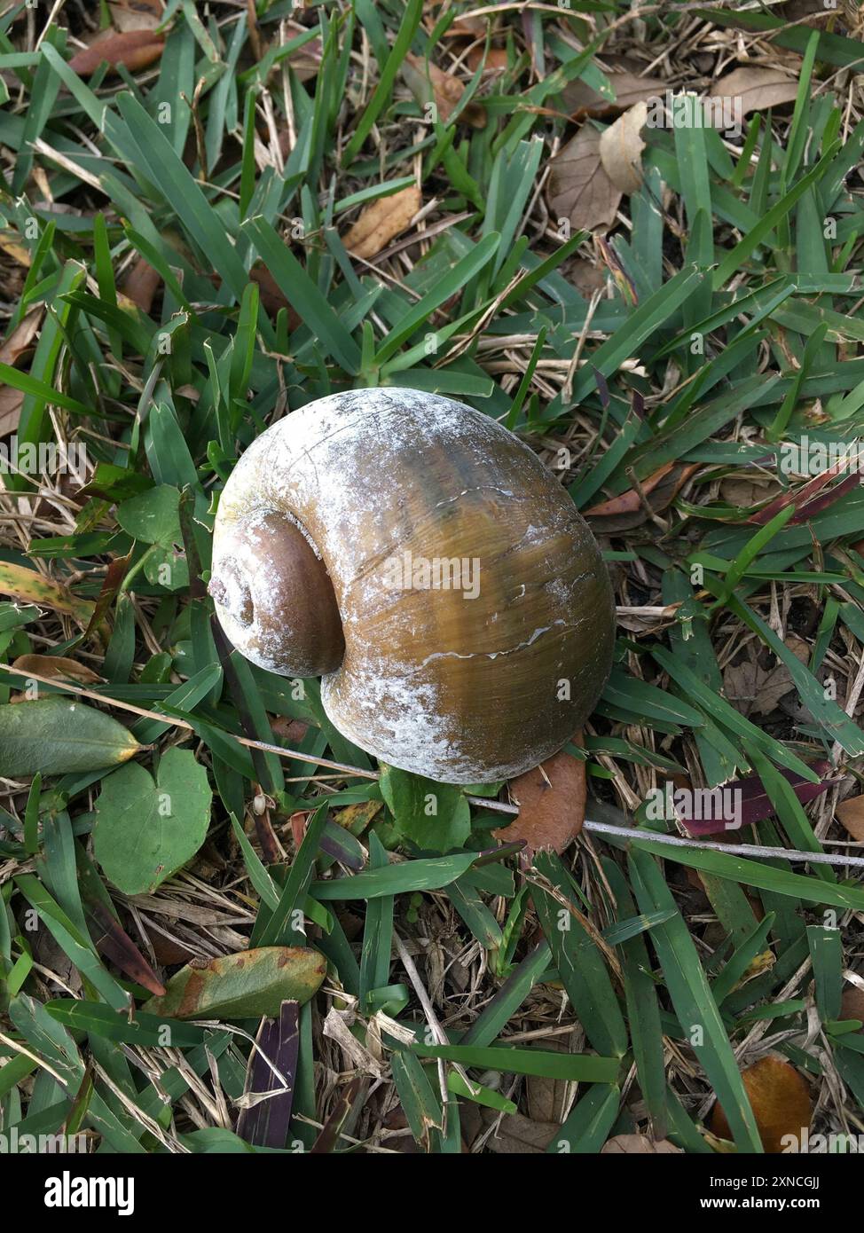Apple Snails (Ampullariidae) Mollusca Stock Photo - Alamy