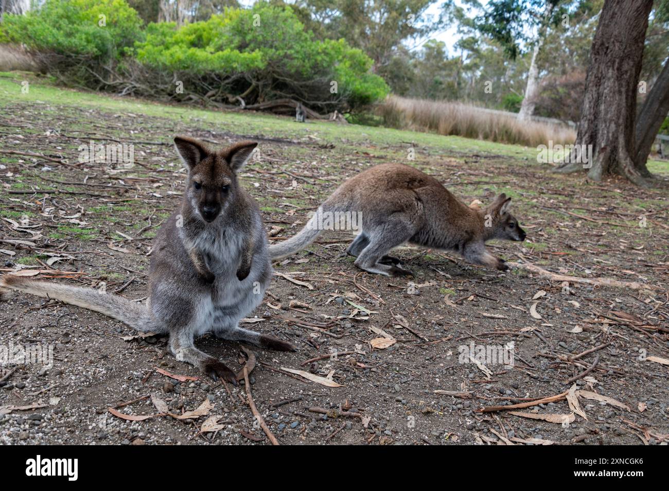 Macropod hi-res stock photography and images - Alamy