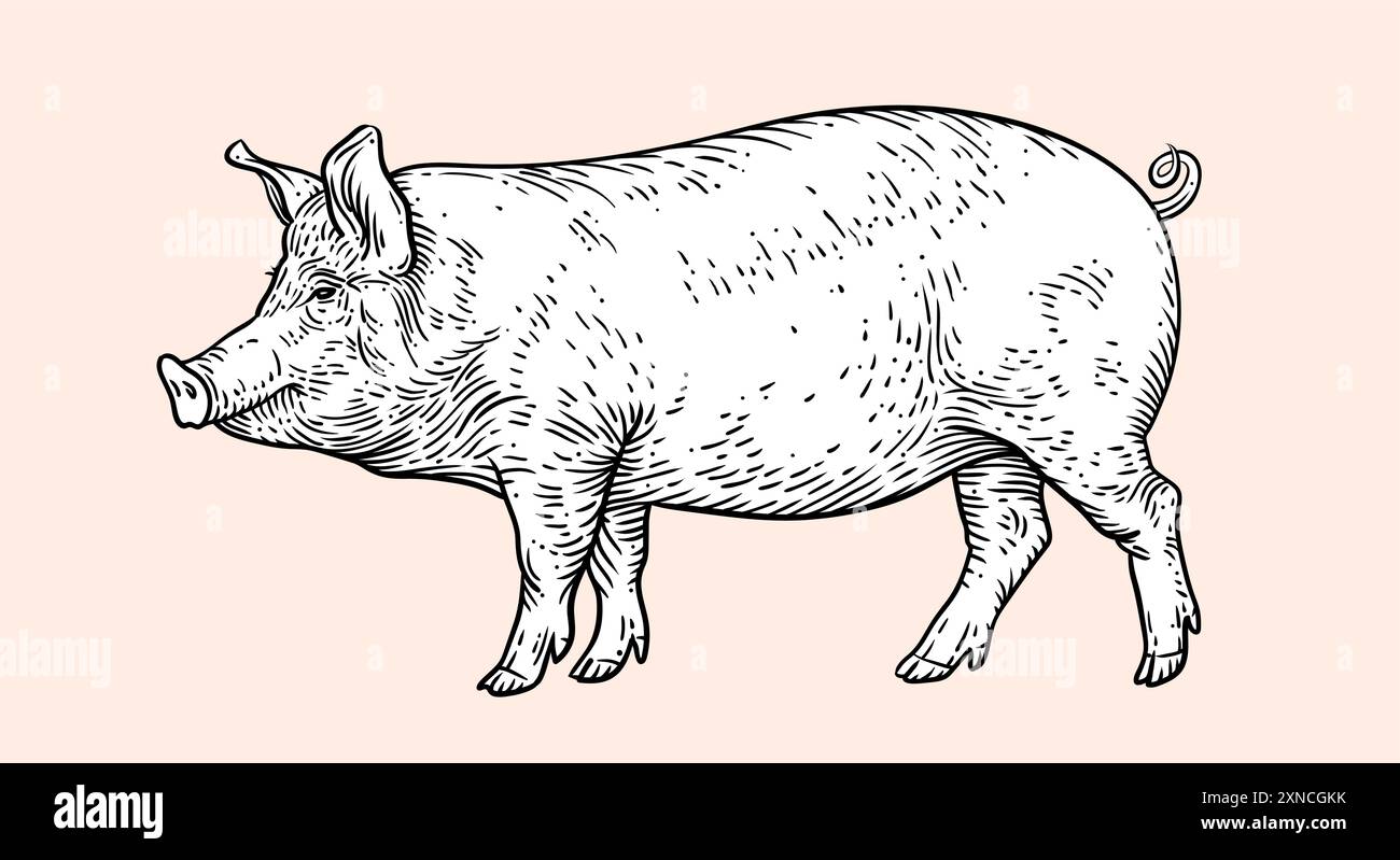 Pork, pig, hog sketch. Vintage retro print Stock Vector Image & Art - Alamy