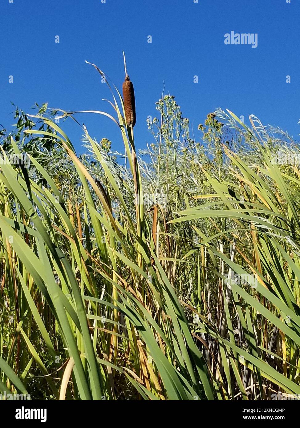 broadleaf cattail (Typha latifolia) Plantae Stock Photo - Alamy