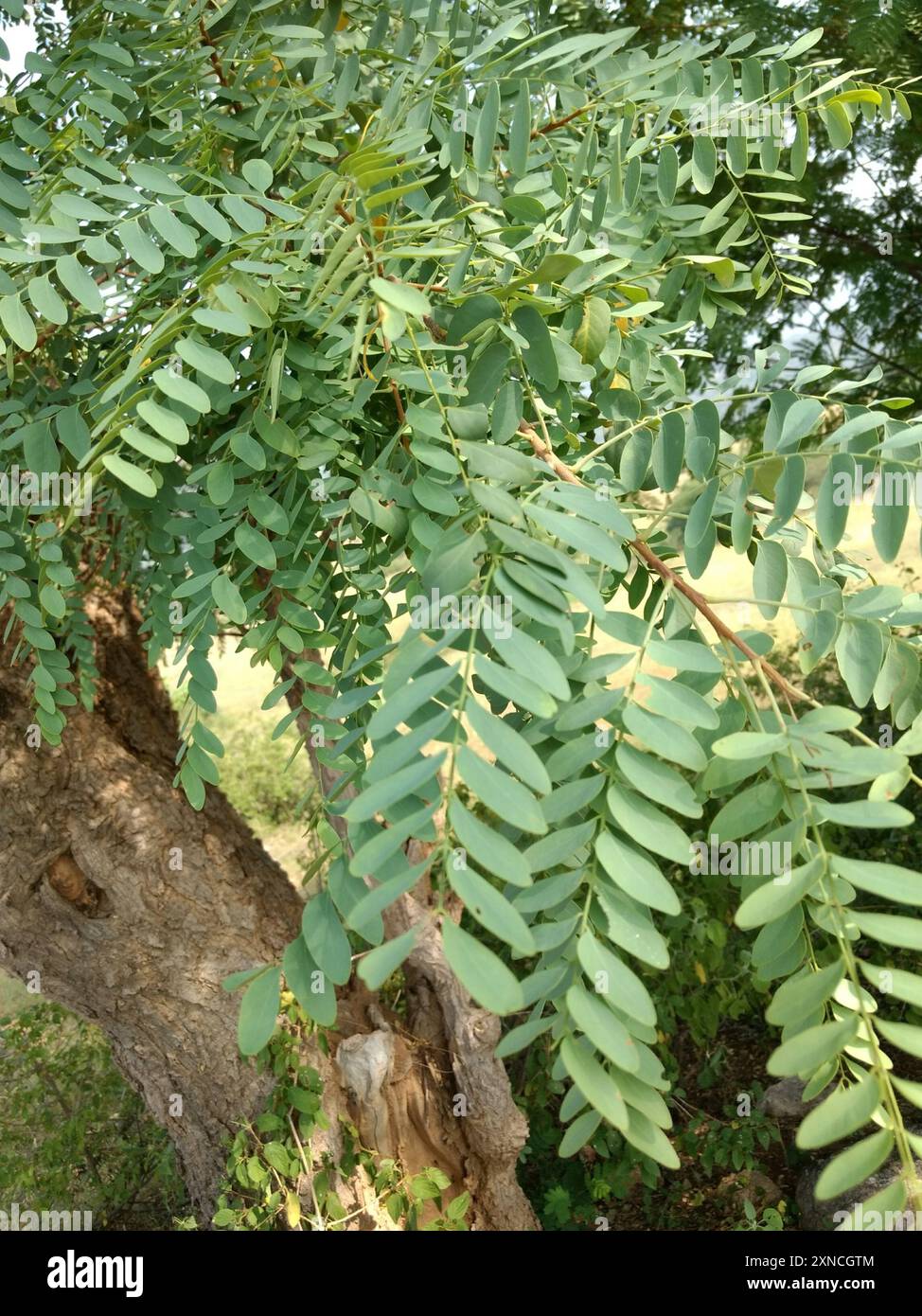 Ceylon satinwood (Chloroxylon swietenia) Plantae Stock Photo - Alamy