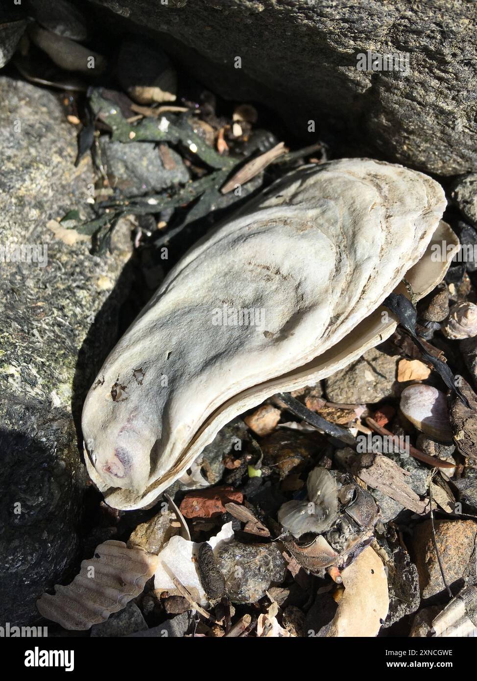 Eastern Oyster (Crassostrea virginica) Mollusca Stock Photo - Alamy