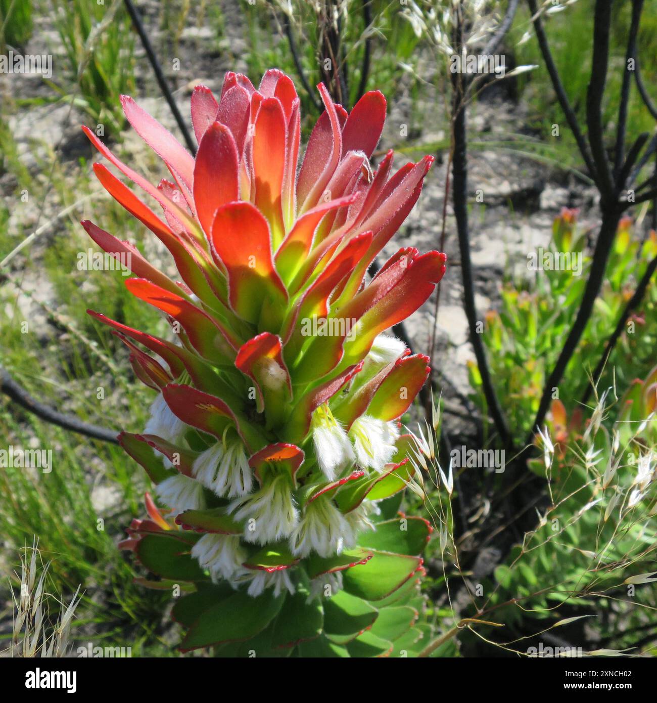 Common Pagoda (Mimetes cucullatus) Plantae Stock Photo - Alamy