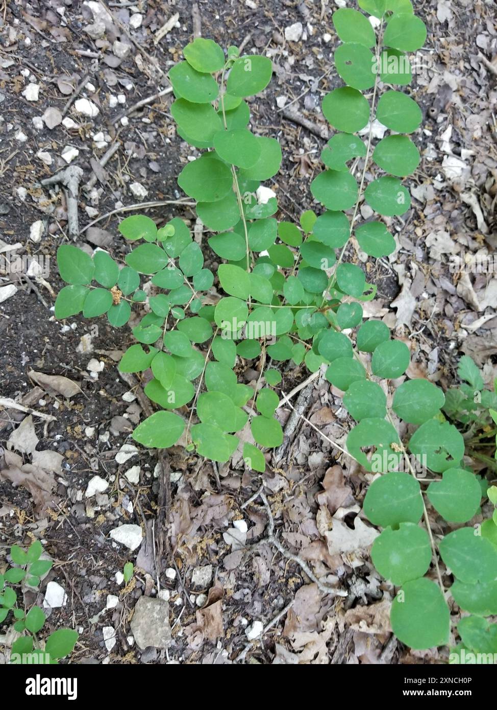 coralberry (Symphoricarpos orbiculatus) Plantae Stock Photo - Alamy