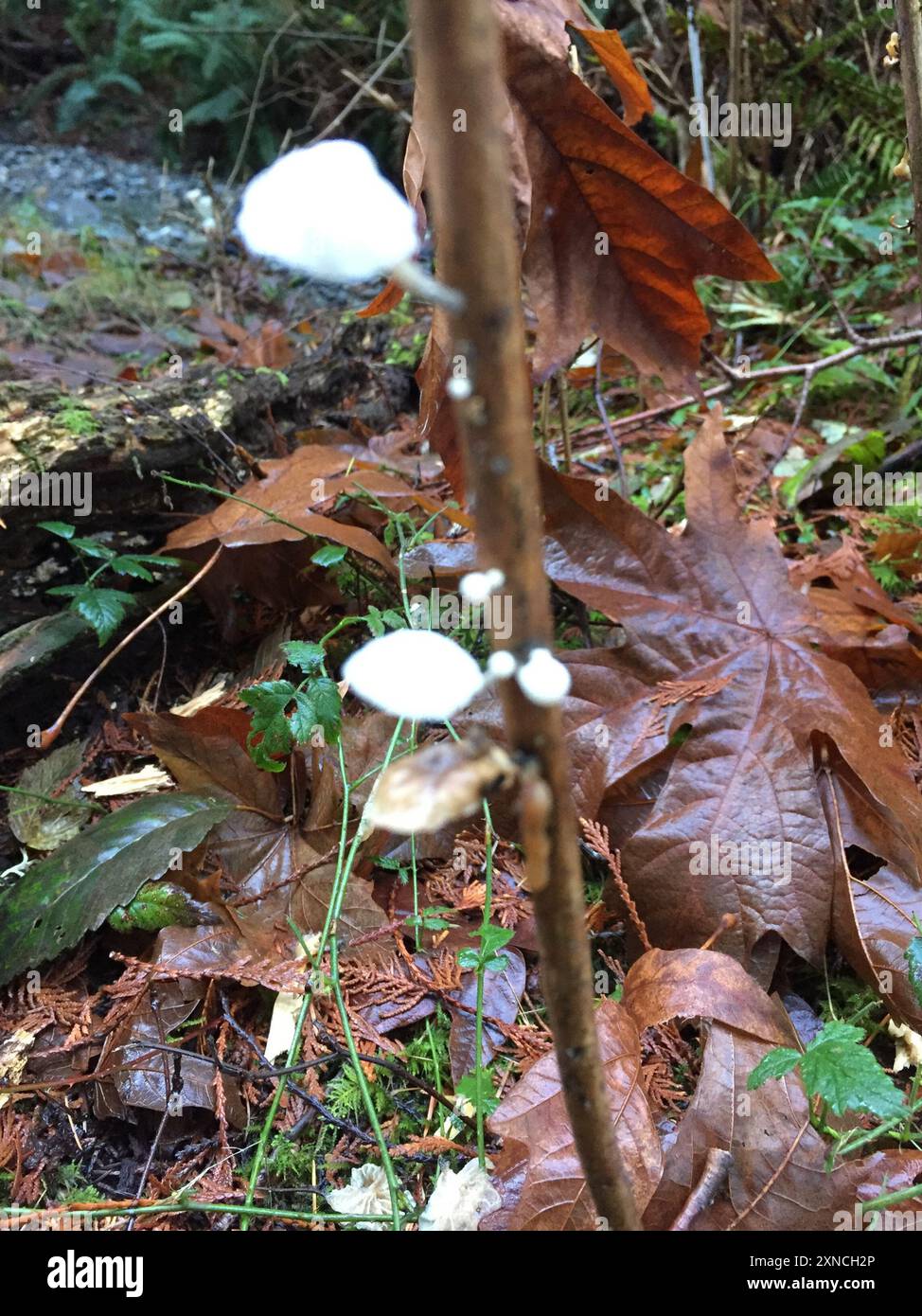 Fairy Parachutes (Marasmiellus candidus) Fungi Stock Photo - Alamy