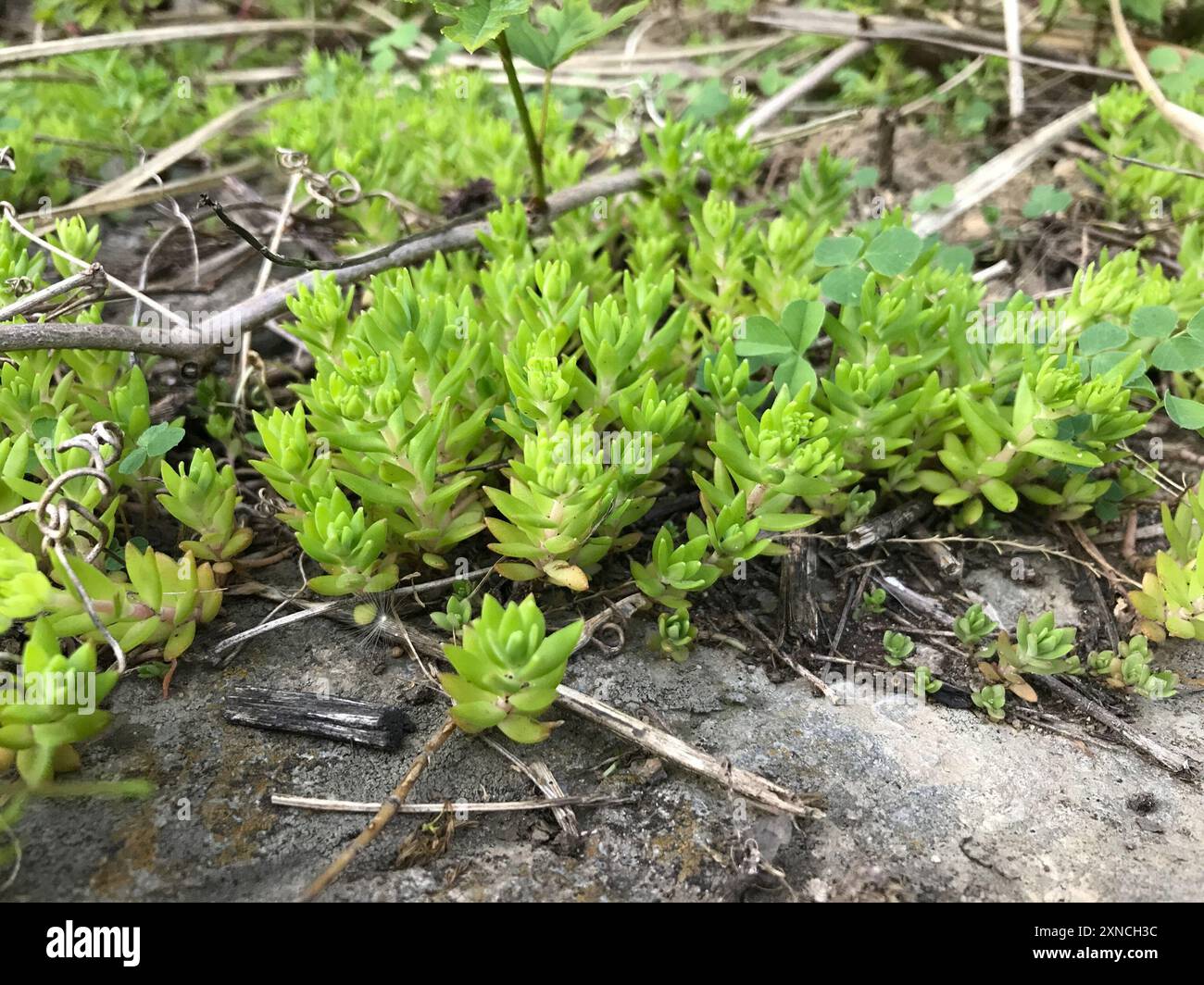 Stringy Stonecrop (Sedum sarmentosum) Plantae Stock Photo - Alamy