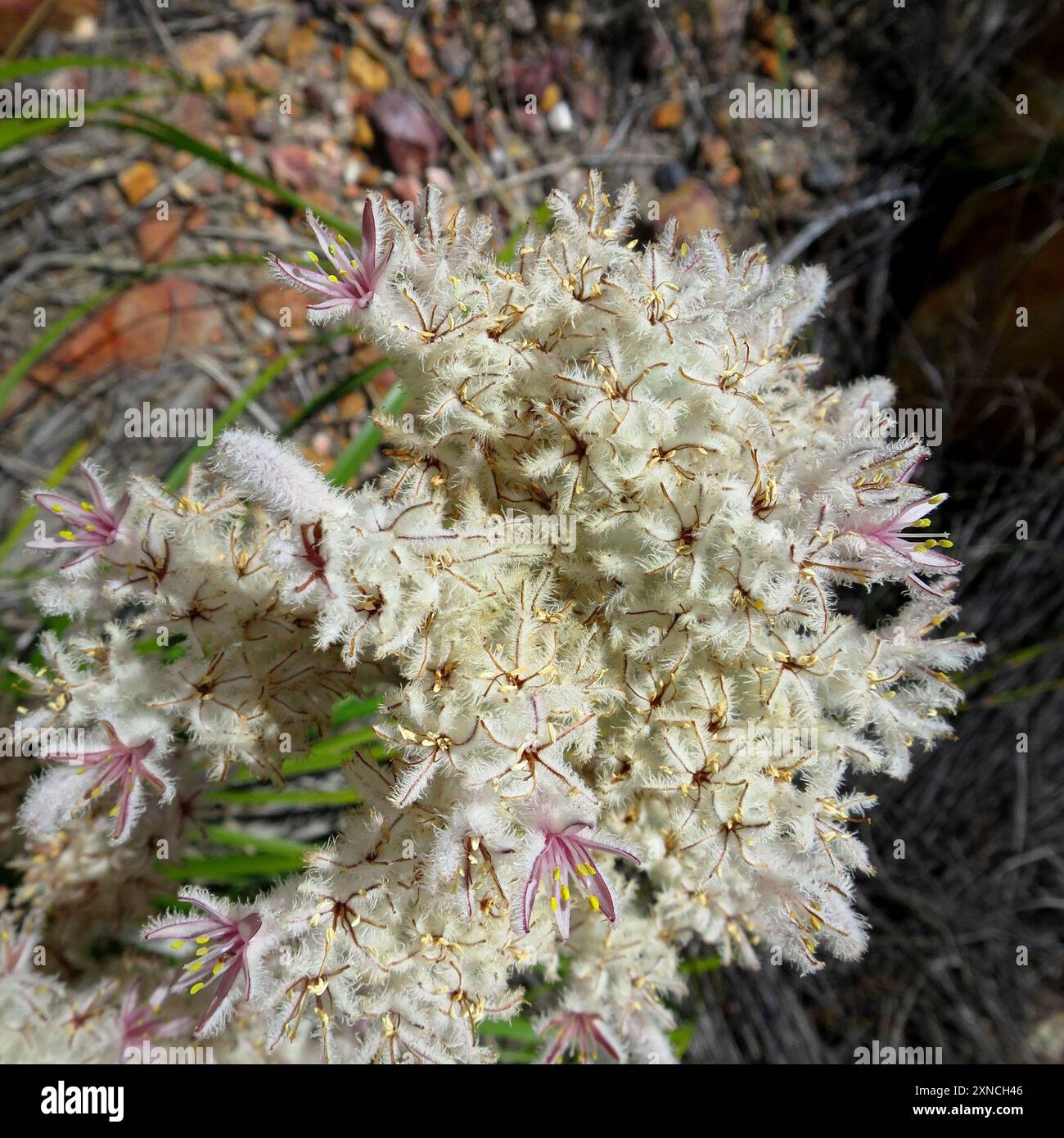 Lambstail (Lanaria lanata) Plantae Stock Photo - Alamy