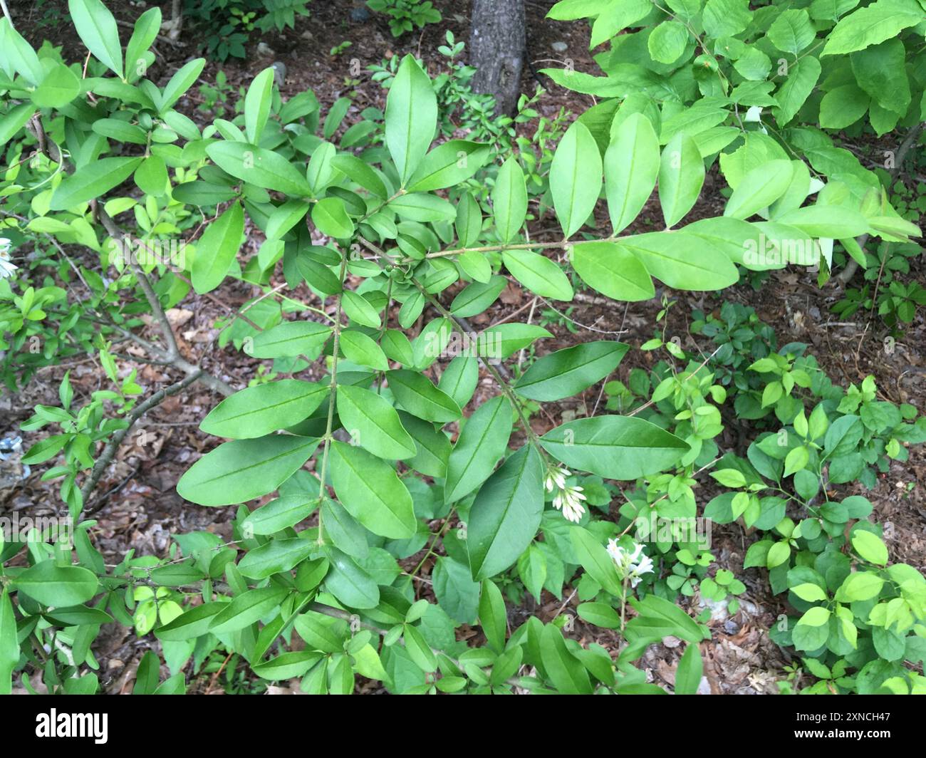 border privet (Ligustrum obtusifolium) Plantae Stock Photo - Alamy
