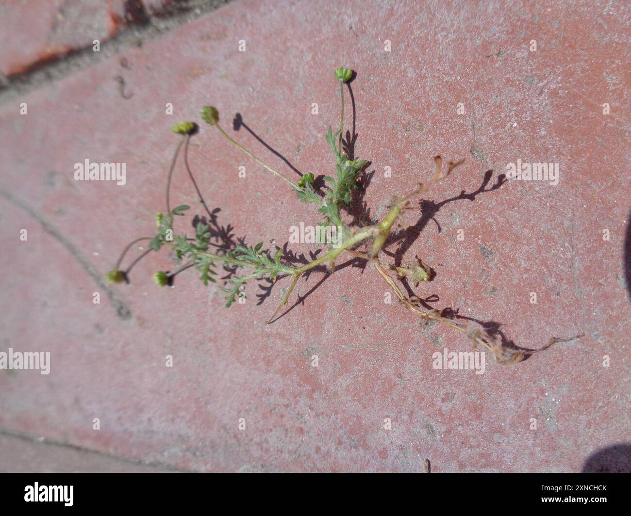 Common Cotula (Cotula australis) Plantae Stock Photo - Alamy