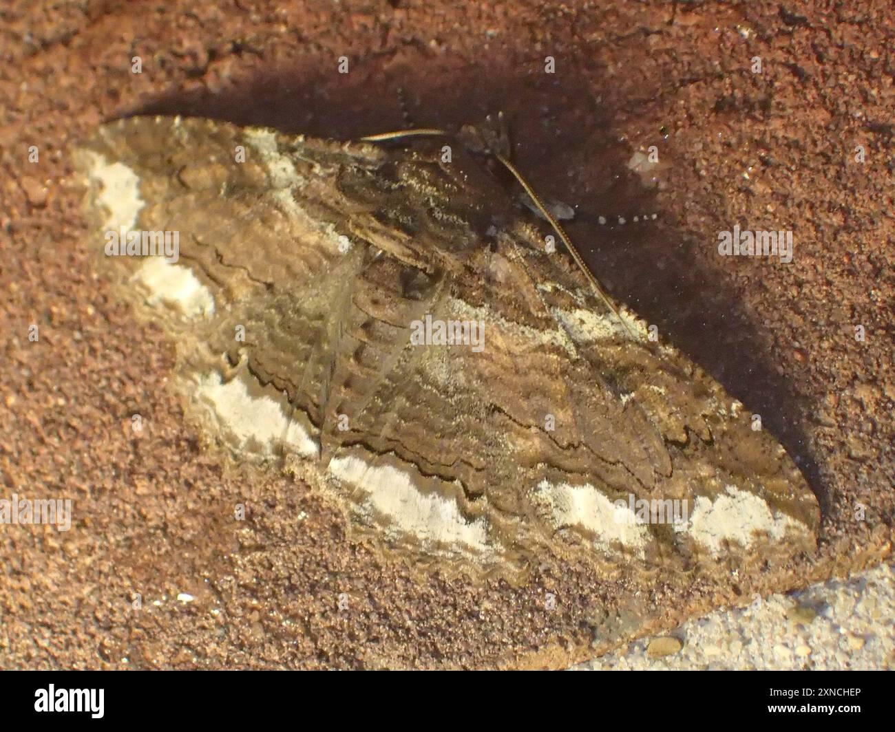 Lunate Zale Moth (Zale lunata) Insecta Stock Photo - Alamy