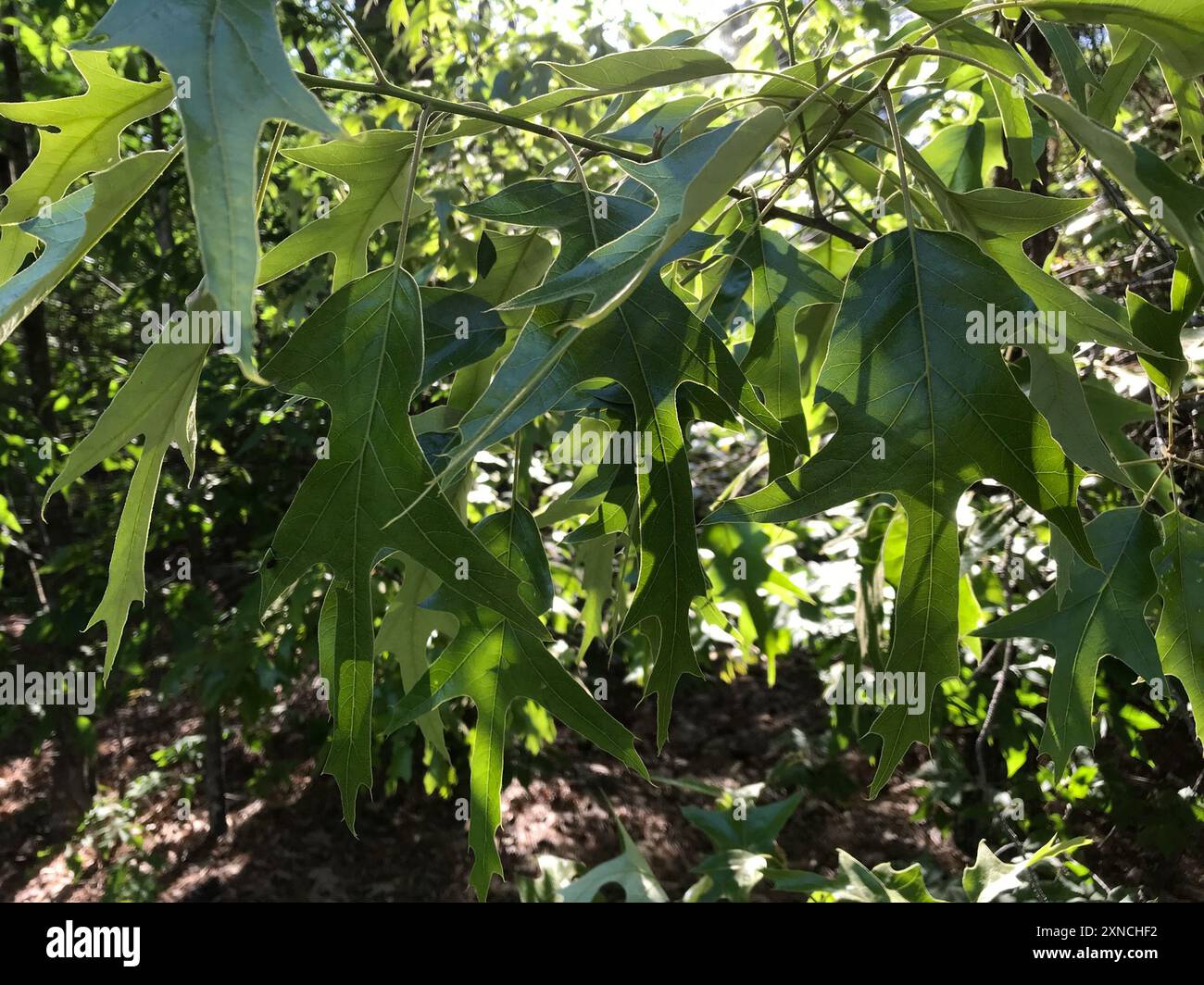 southern red oak (Quercus falcata) Plantae Stock Photo - Alamy