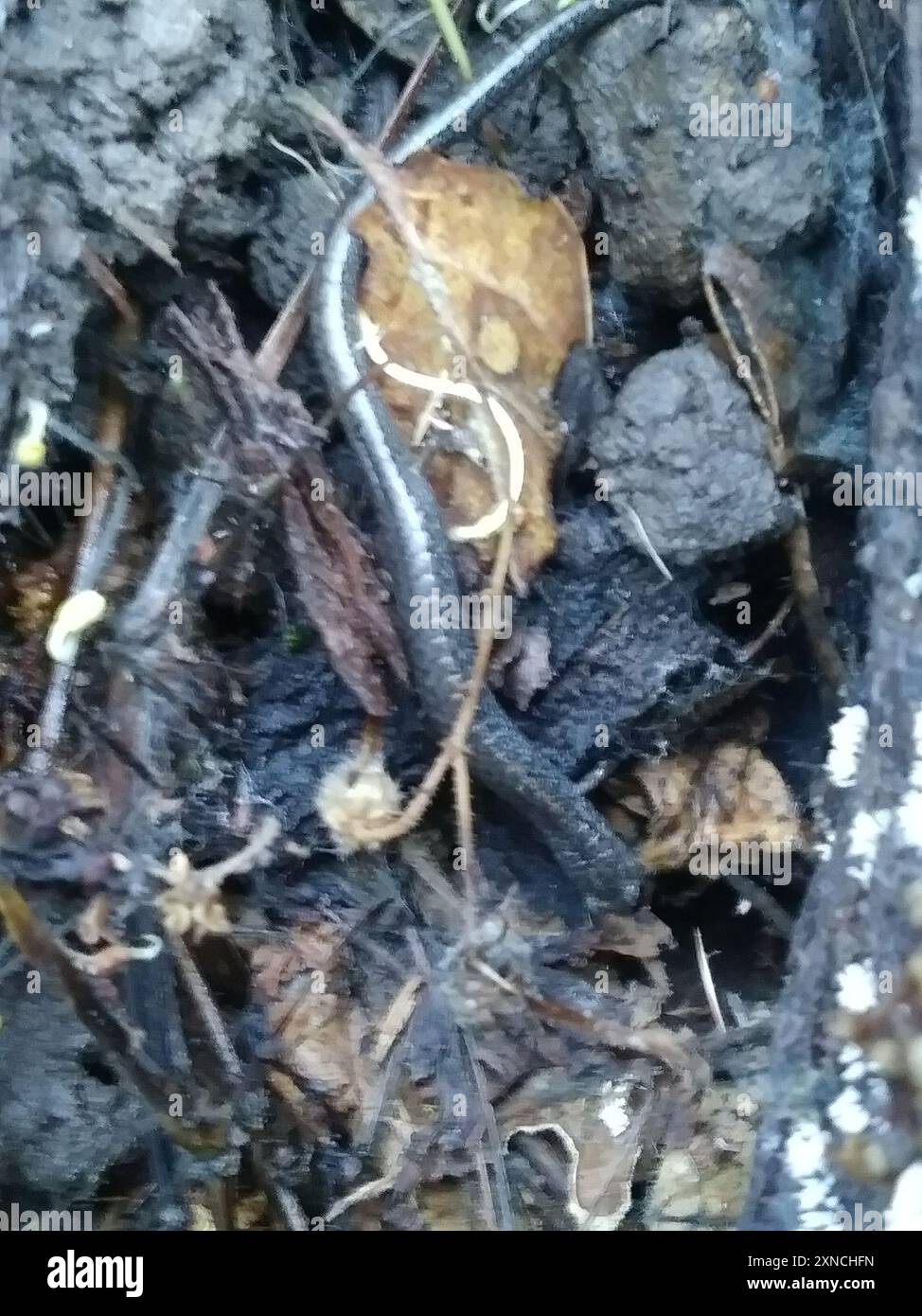 California Slender Salamander (Batrachoseps attenuatus) Amphibia Stock ...