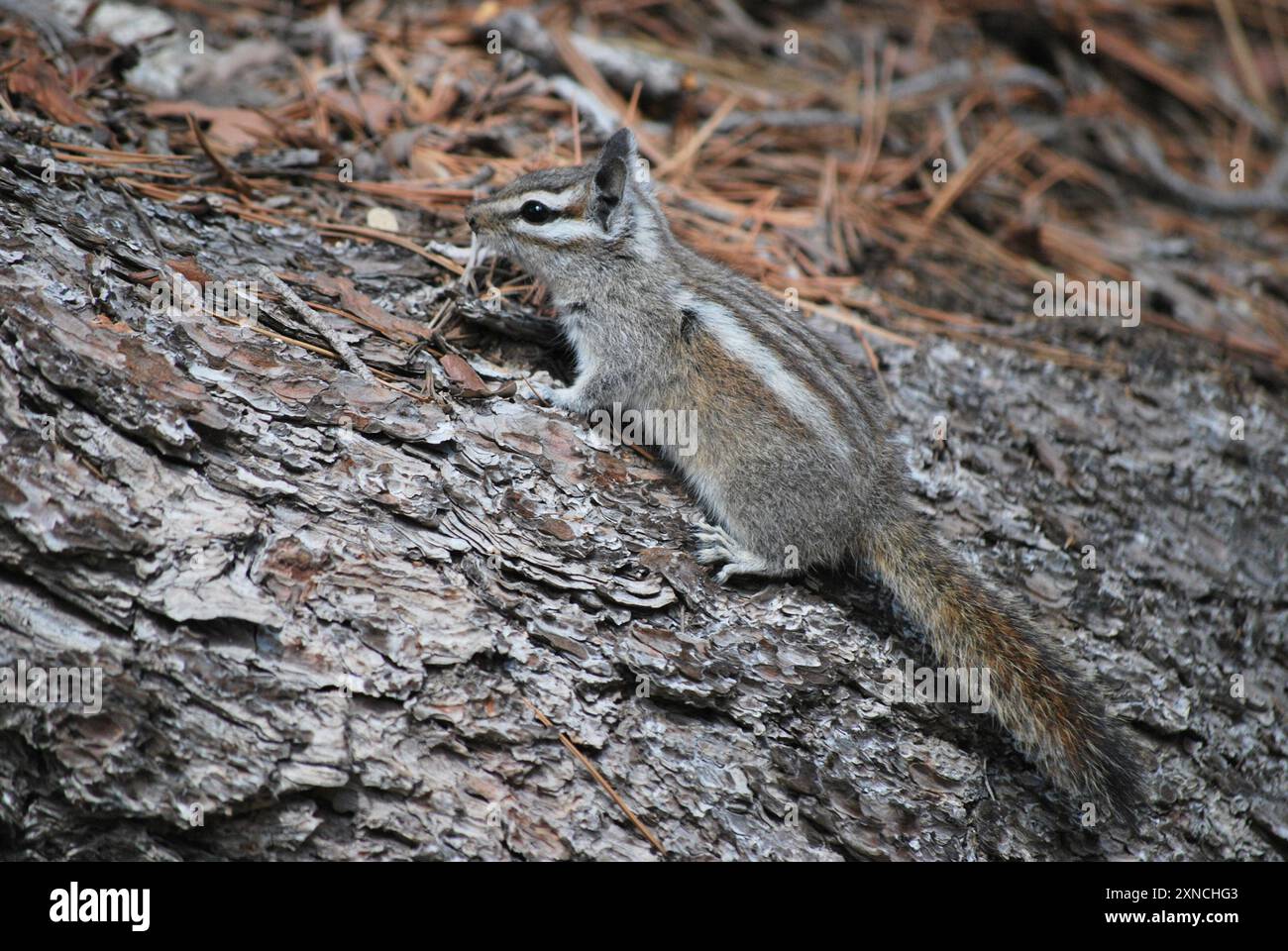 Western Chipmunks (Neotamias) Mammalia Stock Photo - Alamy