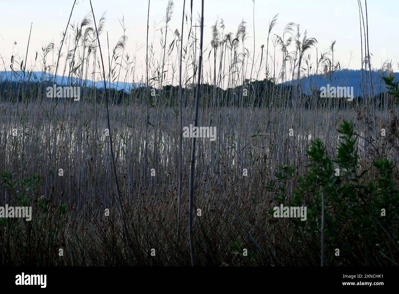 common reed (Phragmites australis) Plantae Stock Photo - Alamy