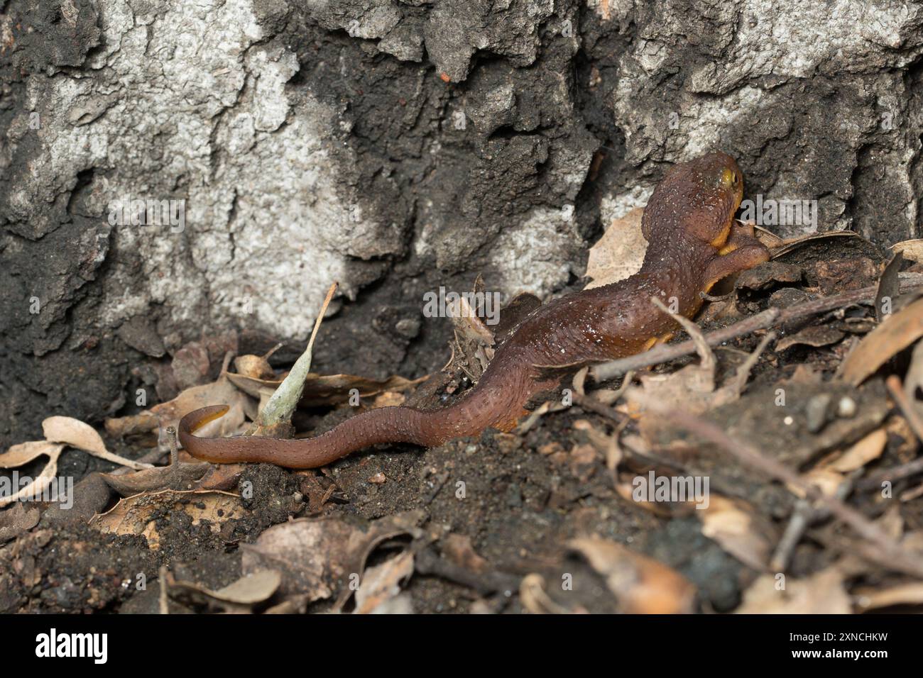 California Newt (Taricha torosa) Amphibia Stock Photo - Alamy