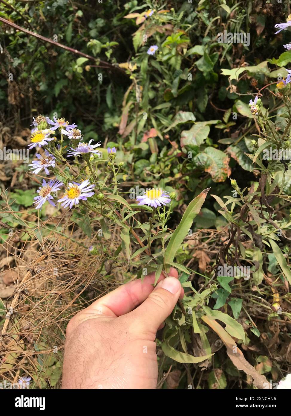 Pacific Aster (Symphyotrichum chilense) Plantae Stock Photo - Alamy