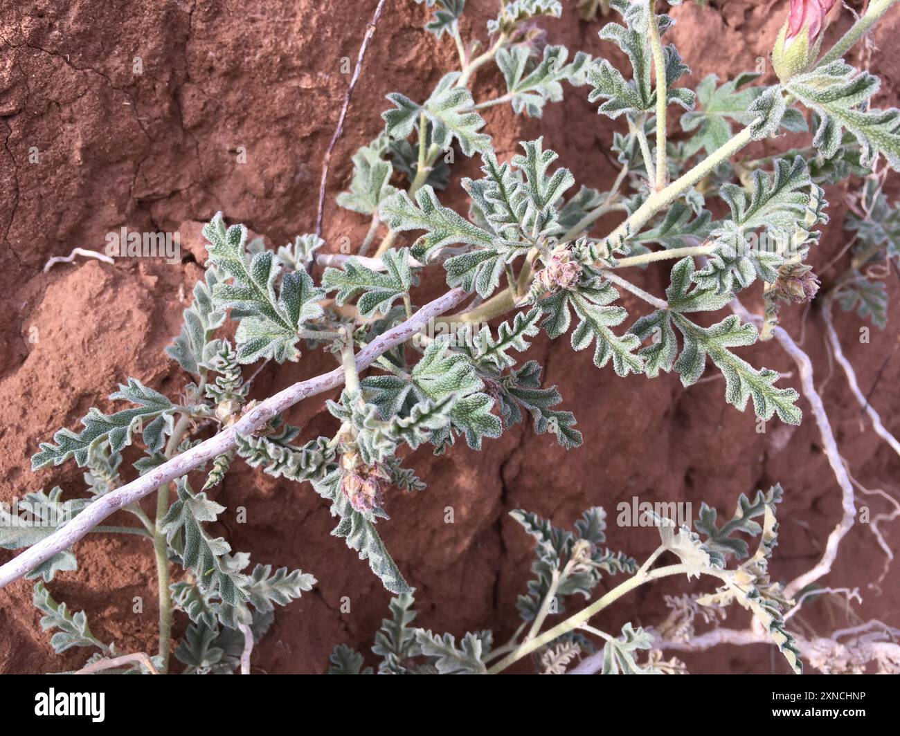spear globemallow (Sphaeralcea hastulata) Plantae Stock Photo - Alamy