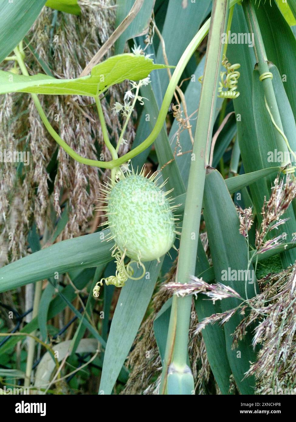 wild cucumber (Echinocystis lobata) Plantae Stock Photo - Alamy