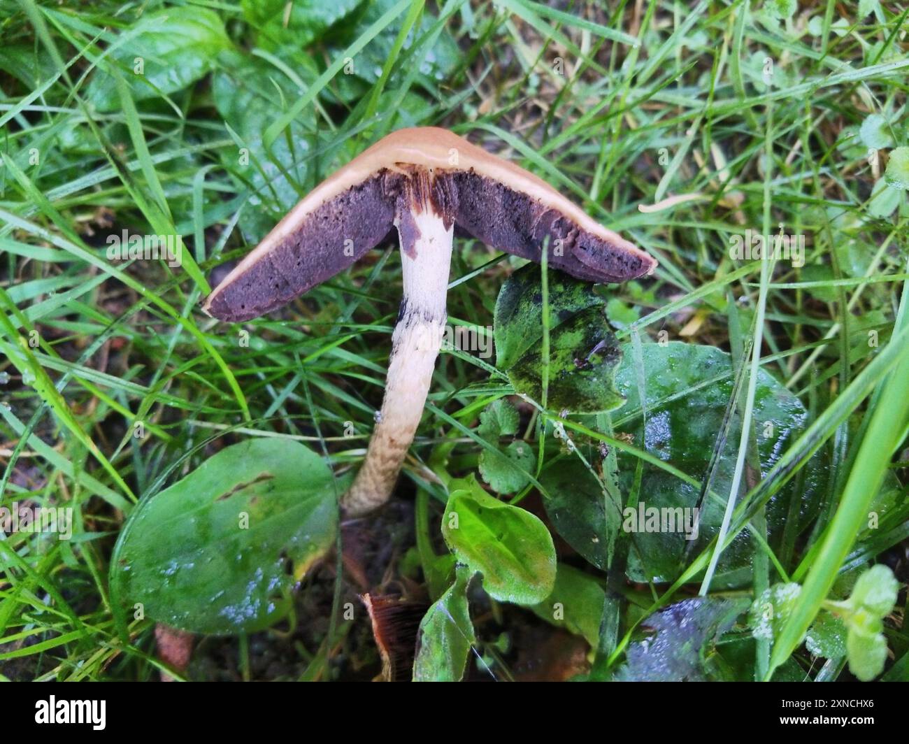 Pale Brittlestem (Candolleomyces candolleanus) Fungi Stock Photo - Alamy