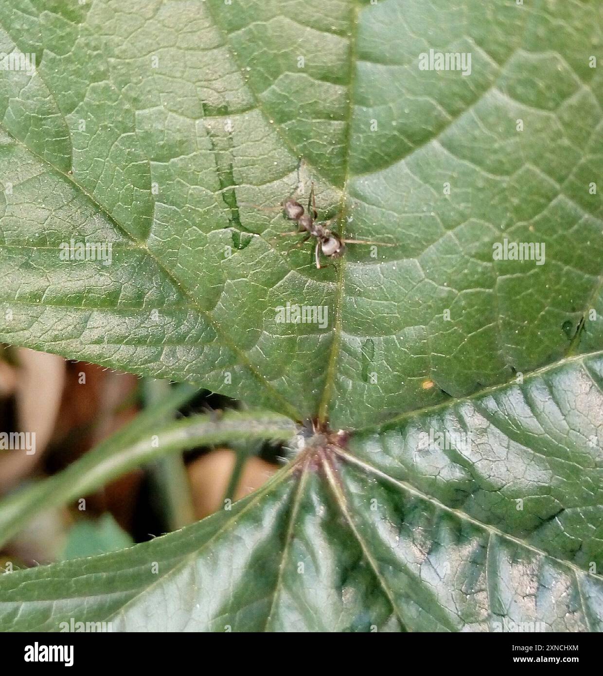 (Formica fusca) Insecta Stock Photo - Alamy