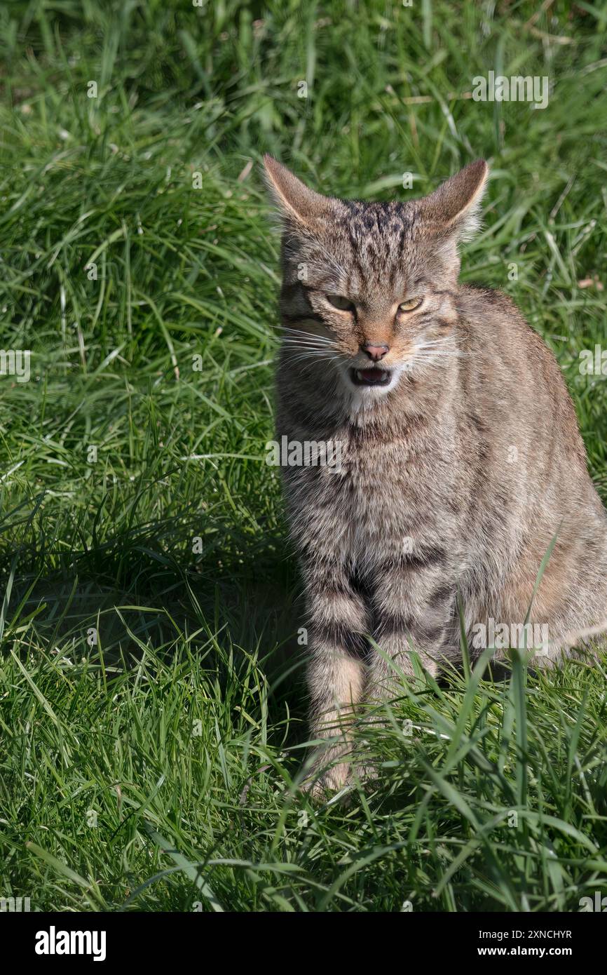Felis silvestris silvestri hi-res stock photography and images - Alamy