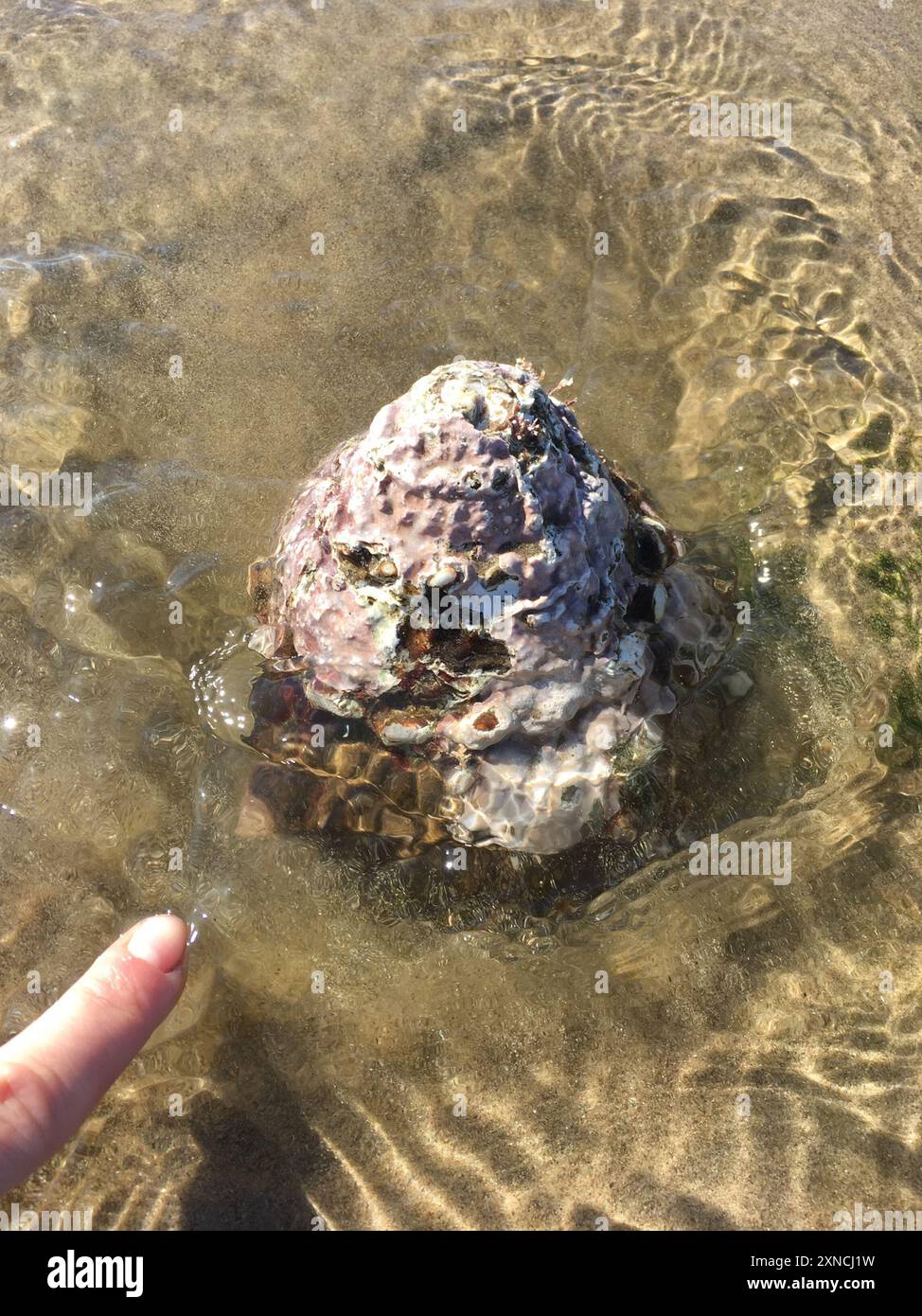 Megastraea hi-res stock photography and images - Alamy