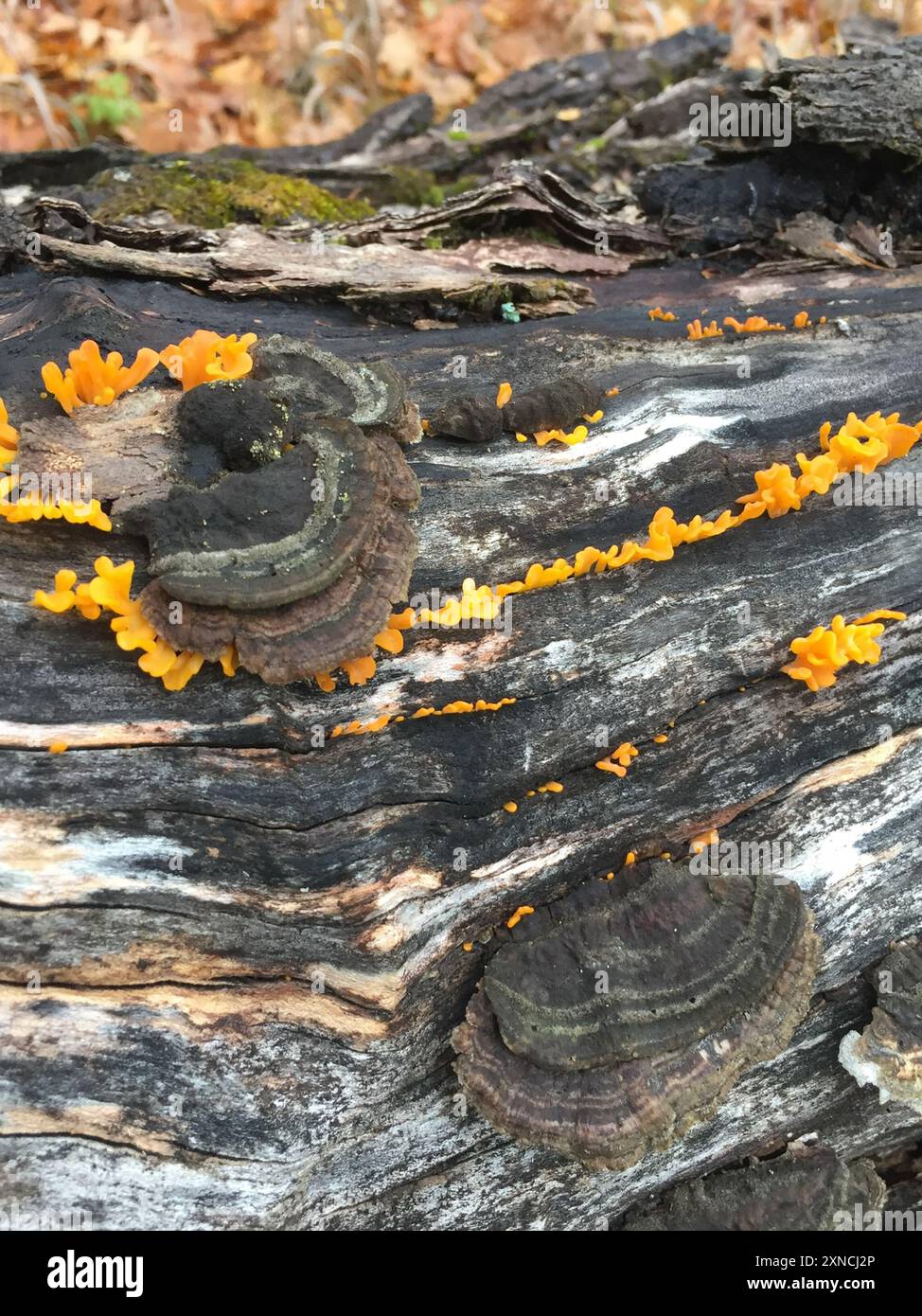 Fan shaped jelly fungi hi-res stock photography and images - Alamy