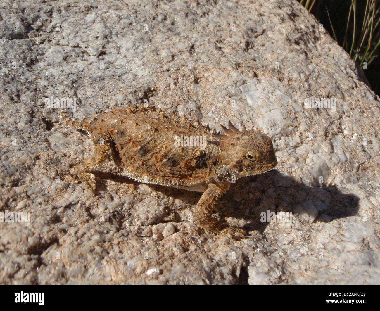 Regal horned lizard hi-res stock photography and images - Alamy