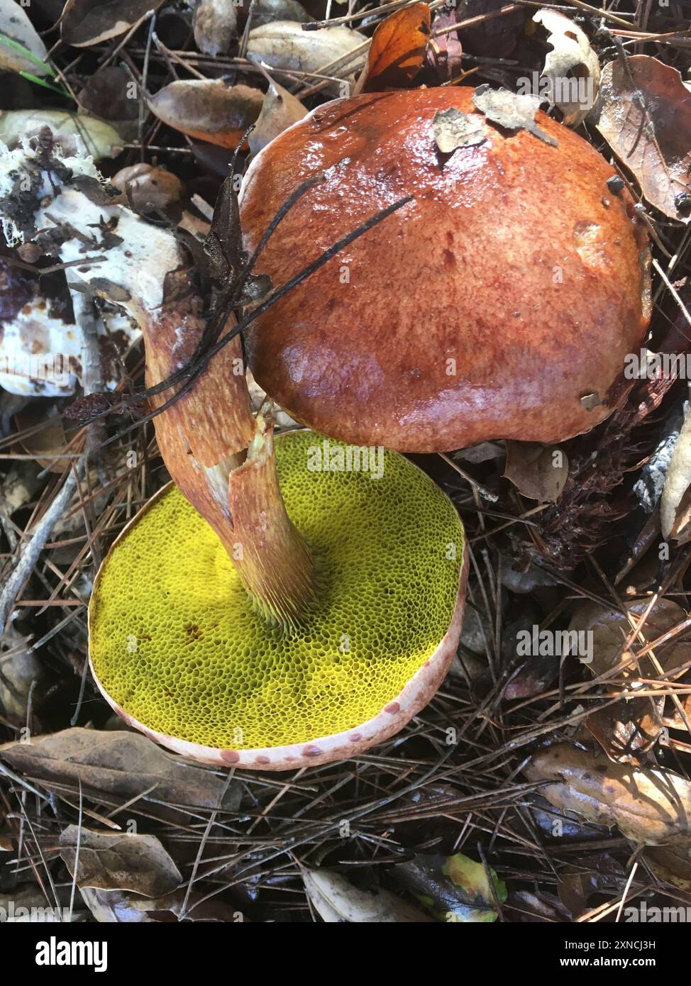 Viscid fungi hi-res stock photography and images - Alamy