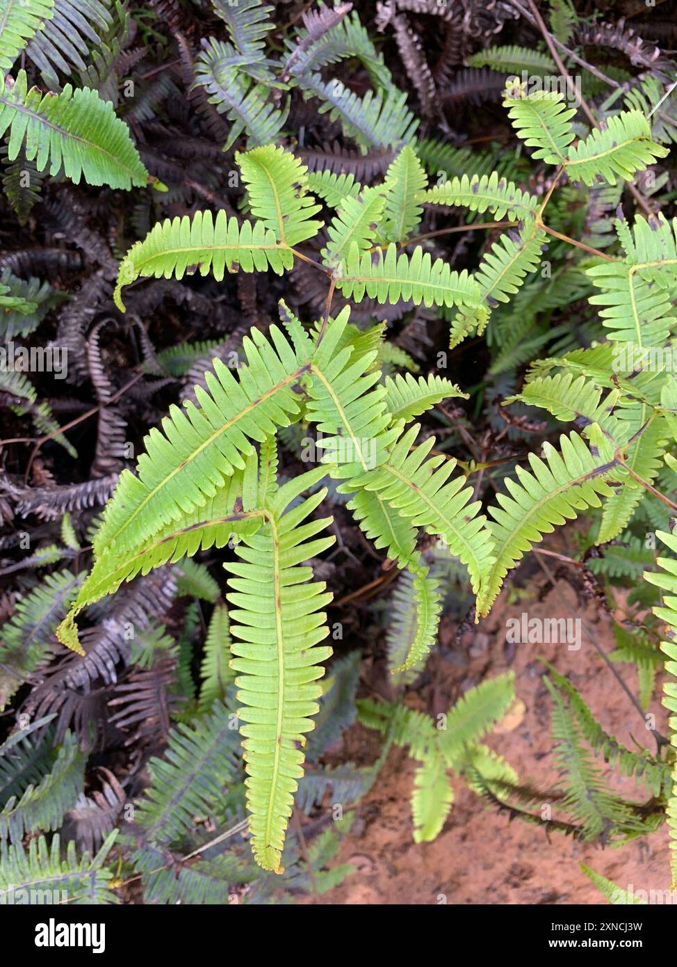false staghorn fern (Dicranopteris linearis) Plantae Stock Photo - Alamy